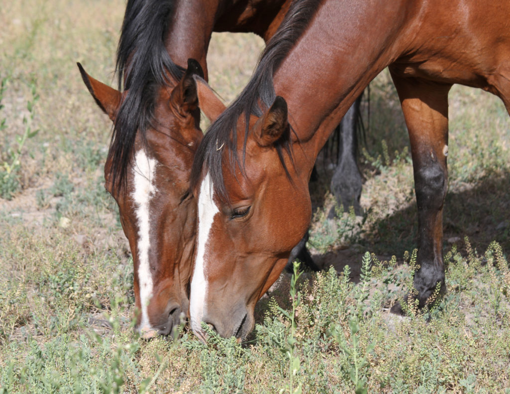 Dictatorial Horsemanship: Is Dominance and Submission Really Necessary ...